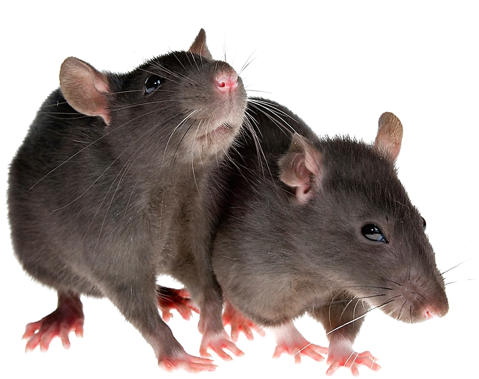 Download Rat Png Image Transparent - Rat Png - Full Size PNG Image - PNGkit