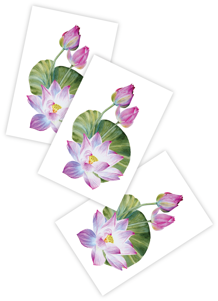Download Lotus - Greeting Card - Full Size PNG Image - PNGkit