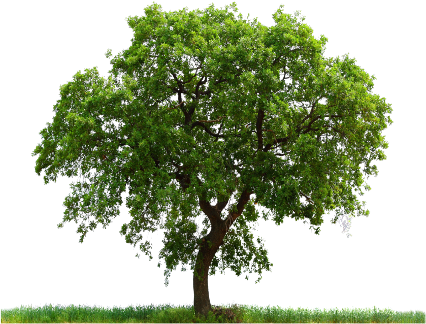 Download Transparent Tree Plan View Png Png Image - Oak Tree Png - PNGkit