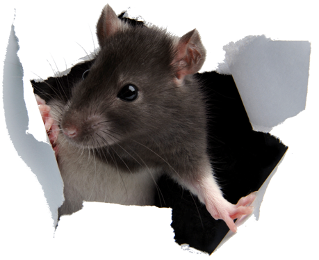 Download Transparent Rat Paper - Rat Png - PNGkit