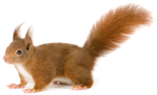 Download Squirrel Png - Full Size PNG Image - PNGkit