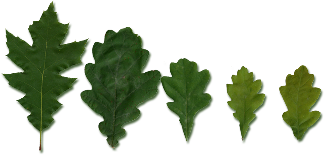 Download Quercus Leaves - Leaf - Full Size PNG Image - PNGkit