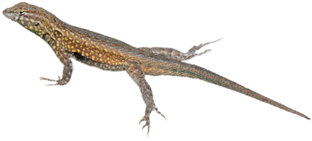 Download Lizard - Side-blotched Lizards - Full Size PNG Image - PNGkit