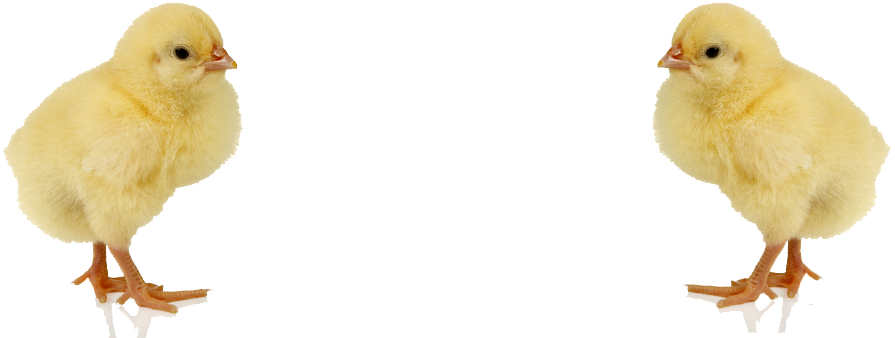 Download Baby Chicken Png Image - Pollo Con Fondo Png - Full Size PNG ...