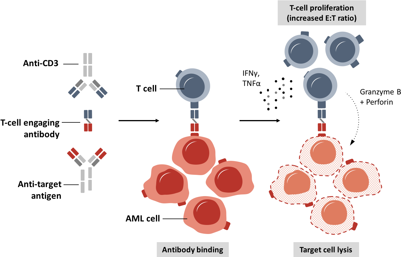 Download Research Antibodies - Research - Full Size PNG Image - PNGkit