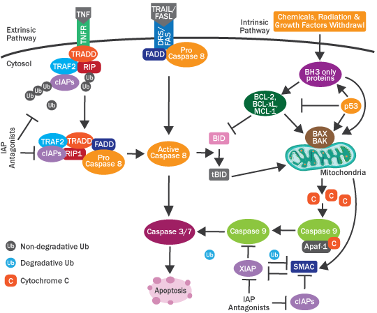 Download Lc3 Antibody - Caspase 9 Signaling Pathway - Full Size PNG ...