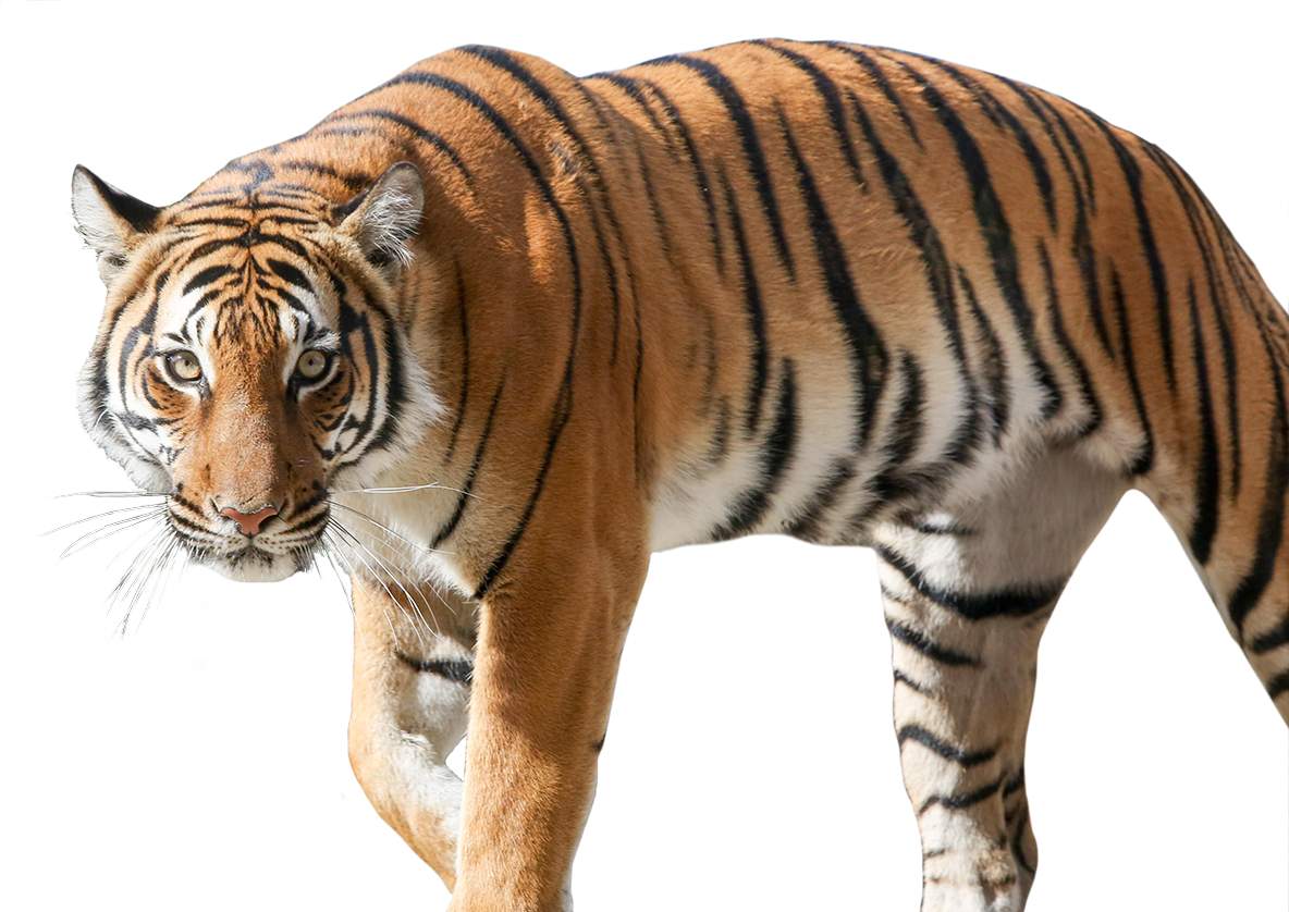 Download Tiger Picture - Siberian Tiger - Full Size PNG Image - PNGkit