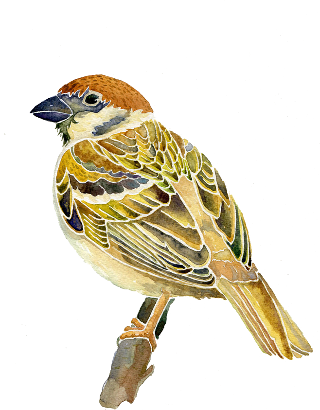 Download Sparrow Png Image & Sparrow Clipart - Sparrow Vector - Full ...