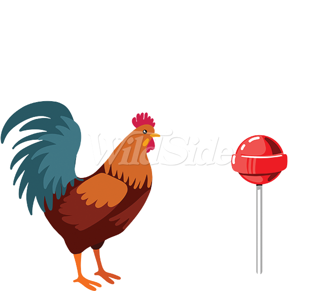 Download Don't Be A 'rooster' Sucker - Rooster - Full Size PNG Image ...