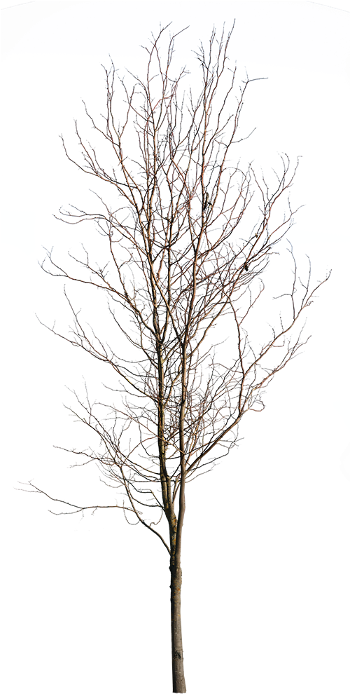 Download Deciduous Tree Winter V - Oak Tree In The Winter - Full Size ...