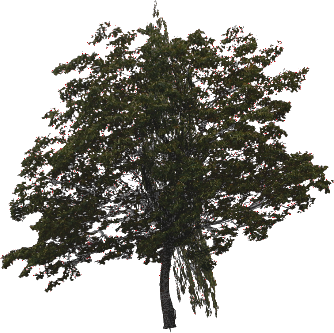 Download Simpletree - American Larch - Full Size PNG Image - PNGkit