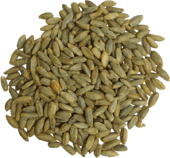 Download Rye Grain - Zoom - Chef Masterpiece Or Tea? Premium Organic ...