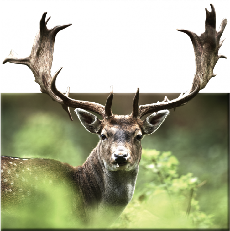 Download Hirsch Schwarz Weiß - Full Size PNG Image - PNGkit