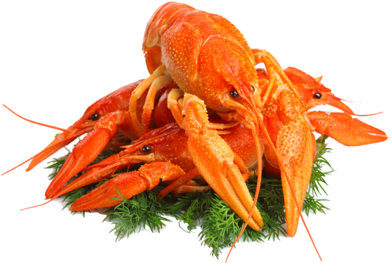Download Lobster Png Free Download - Seafood Png - Full Size PNG Image ...
