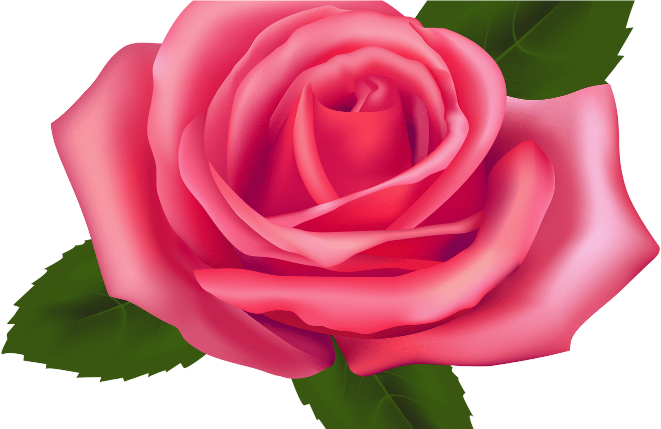 Download Collection Of Free Rose Vector Transparent Background - Rose ...