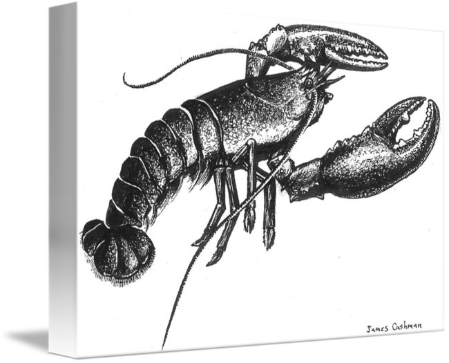 Download Lobster By Jcpaints - Lobster Ink Drawing - Full Size PNG ...