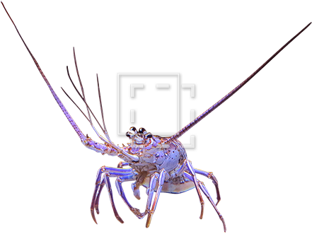 Download Spider Lobster - Spiny Lobster - Full Size PNG Image - PNGkit