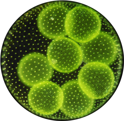 Download Transparent Sea Algae - PNGkit