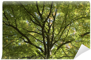 Download Transparent Forest, Autumn, Canopy, Leaves, Fall, Tree, Wall ...