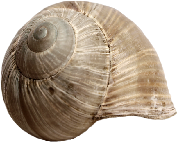 Download Picture Download - Snail Shell Png - Full Size PNG Image - PNGkit