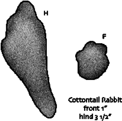 Download Rabbit Paw Print - Rabbit - Full Size PNG Image - PNGkit