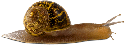 Download Snail Images Free - Full Size PNG Image - PNGkit