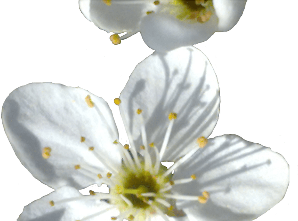 Download Spring Flower Png Transparent Image Png Mart - Flower - Full ...