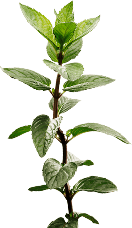 Download Nature's Soother - Peppermint Stem - Full Size PNG Image - PNGkit