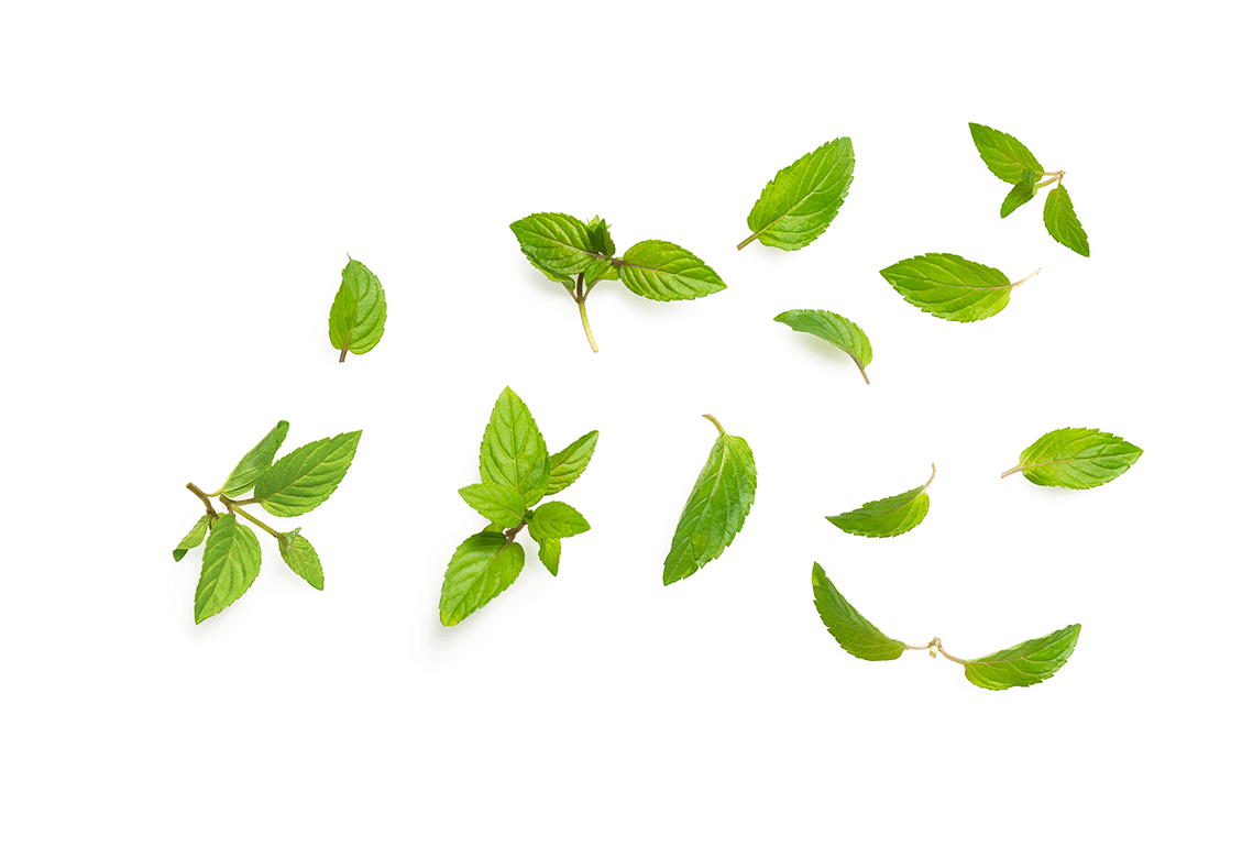 Download Peppermint Leaf - Tea - Full Size PNG Image - PNGkit