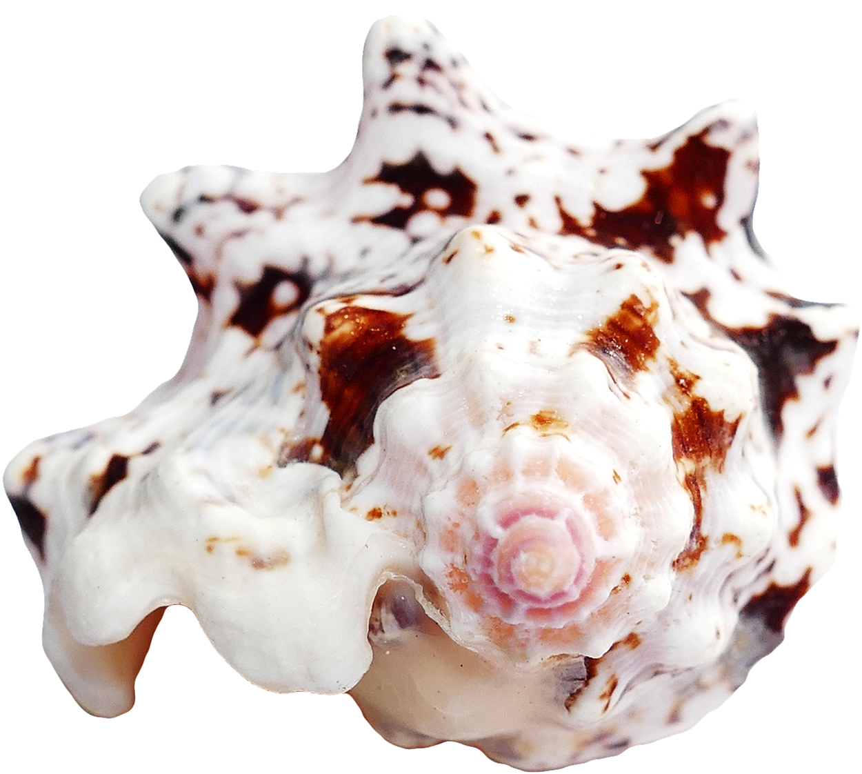 Download Ocean Sea Shell Png Transparent Image - Seashell - Full Size ...