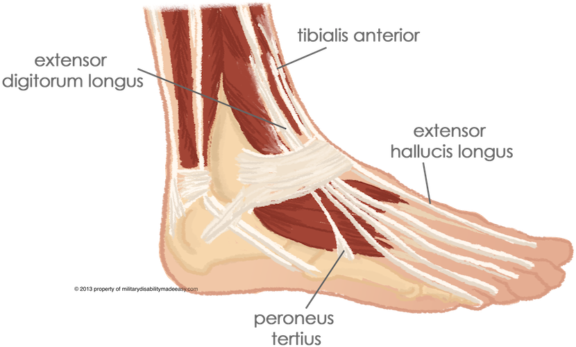 Download The Muscles Of The Top Of The Foot 7 - Extensor Digitorum ...