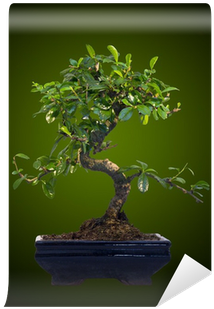 Download Tree - Full Size PNG Image - PNGkit