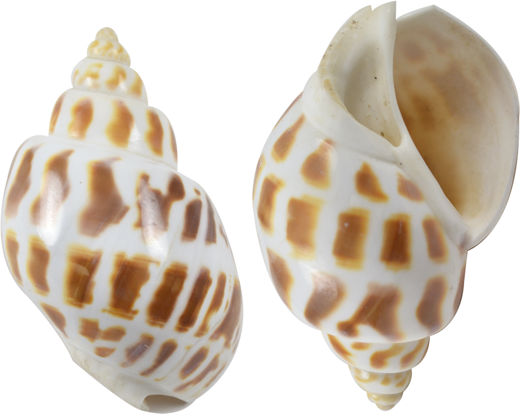 Download Babylon Polished Shell - Babylon Polished Shell Seashell 2.5-2 ...