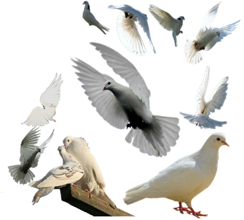 Download Palomas Vector Paloma Volando - Pigeon Group Png - Full Size ...