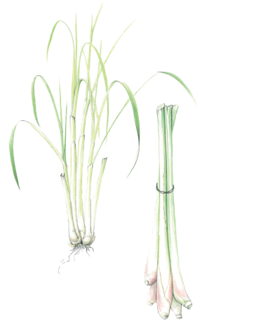 Download Welsh Onion - Full Size PNG Image - PNGkit