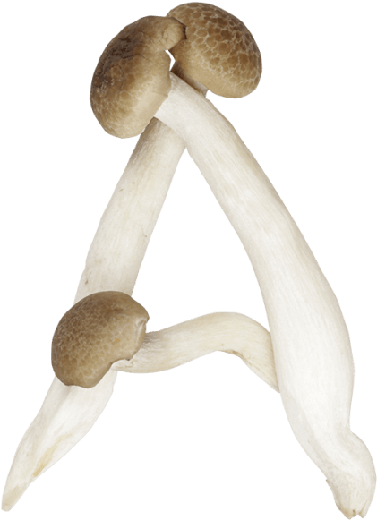 Download Mushrooms Font - Mushroom Letters - Full Size PNG Image - PNGkit