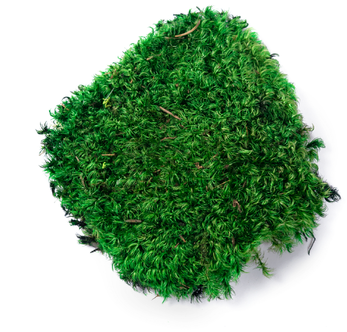 Download 1 - Moss - Full Size PNG Image - PNGkit