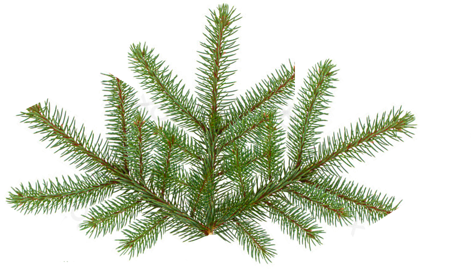Download Pine Tree Leaf Png - Full Size PNG Image - PNGkit