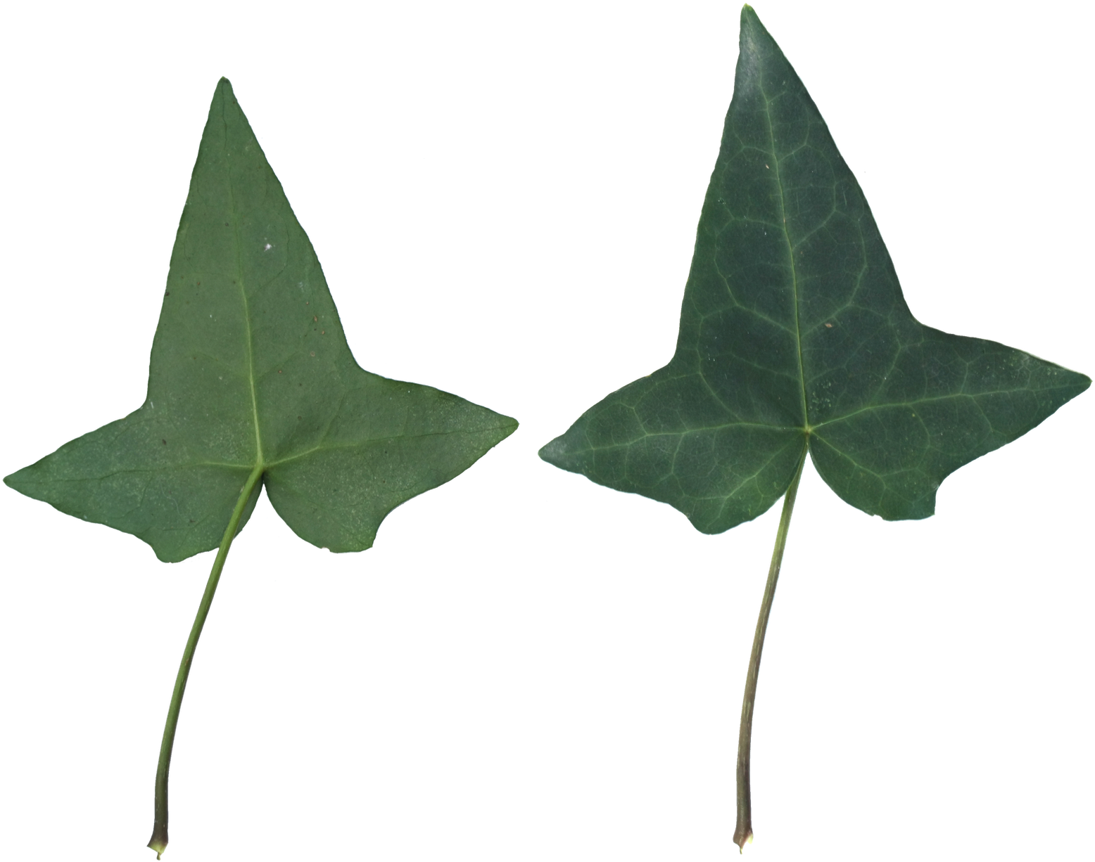 Download Transparent Leaf Texture - Leaf - PNGkit