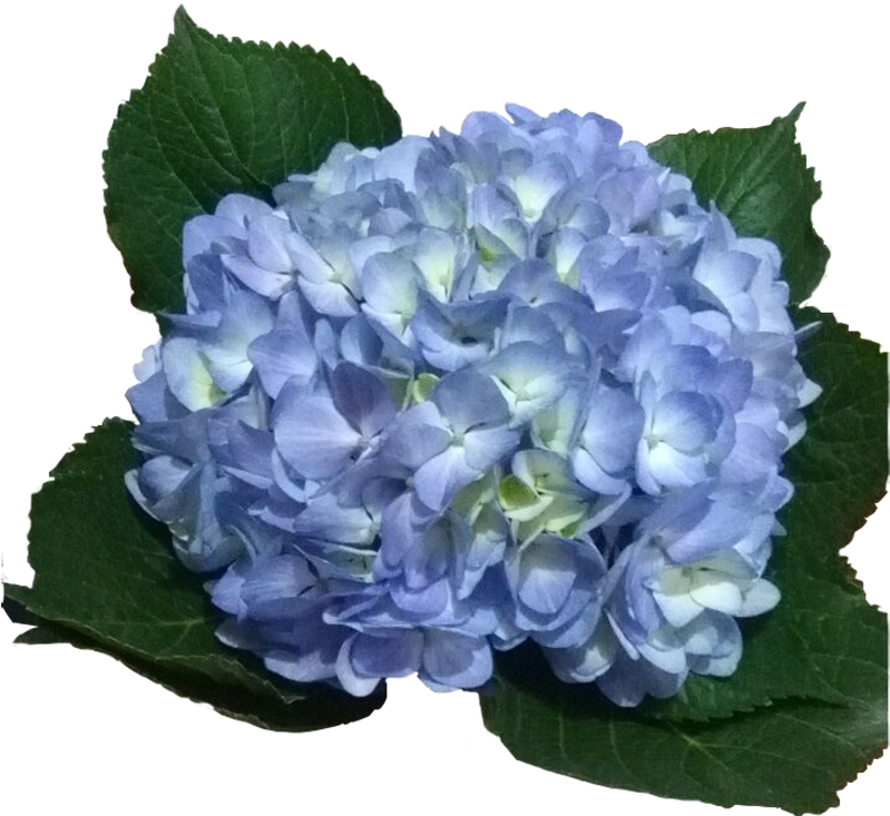 Download Hydrangeas Legacy Light - Light Blue Hydrangea Png - Full Size ...