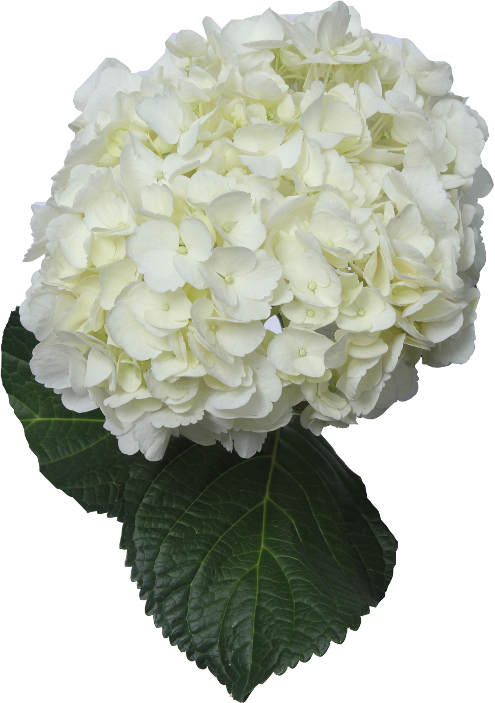 Download White Hydrangea Transparent Background - Full Size PNG Image ...