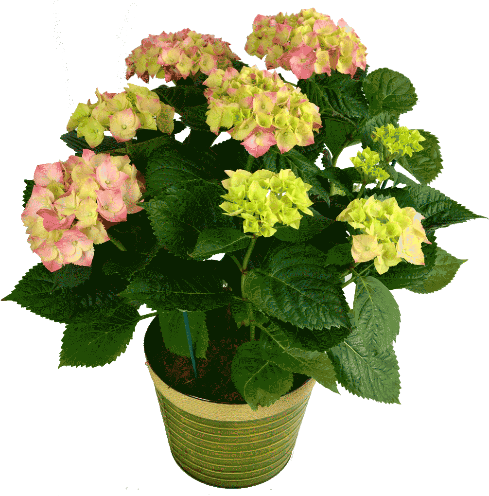 Download Hydrangea Plant - Hydrangea - Full Size PNG Image - PNGkit