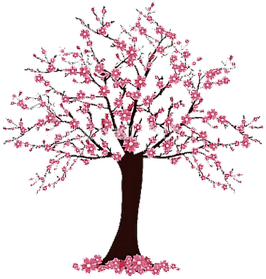 Download Simple Cherry Blossom Tree Drawing - Full Size PNG Image - PNGkit