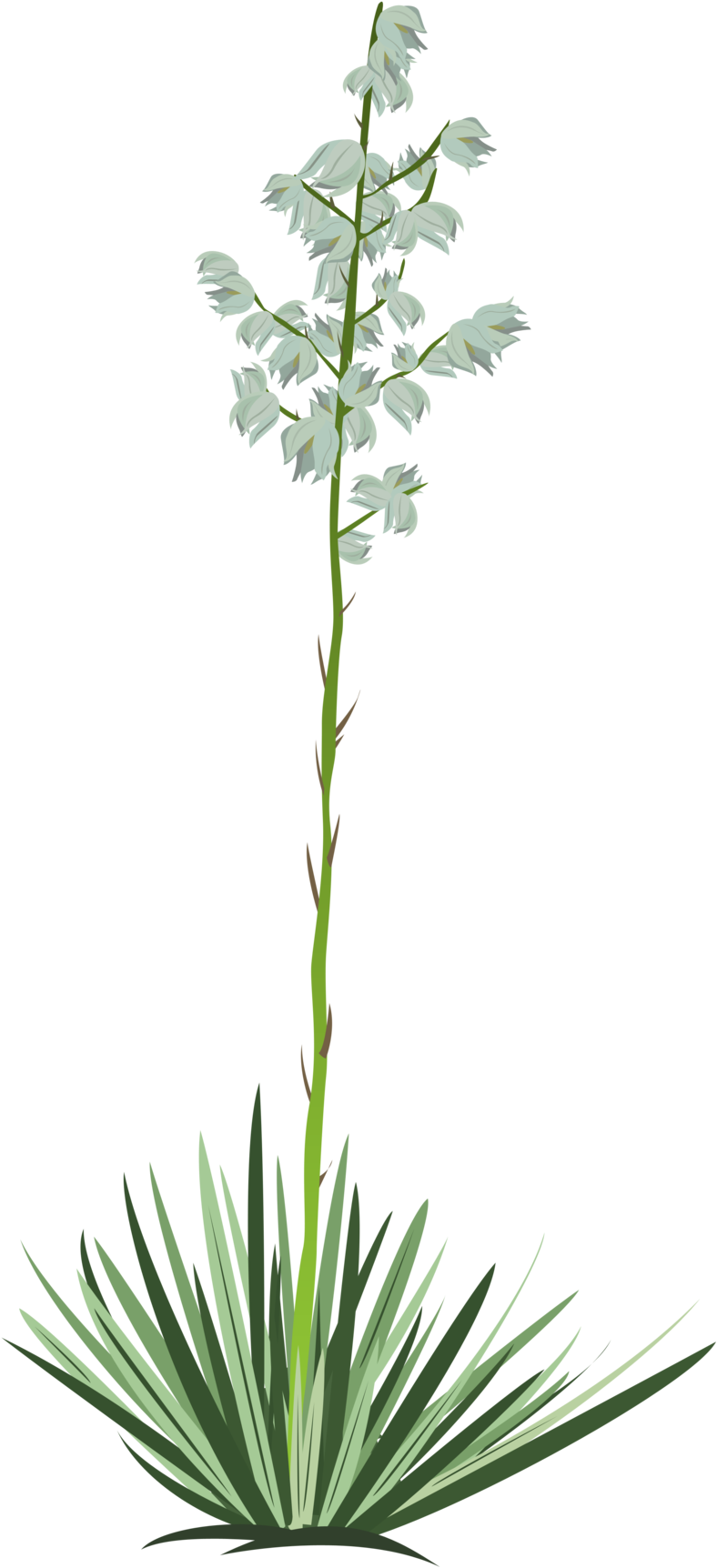 Download Yucca By Boneswolbach On Deviantart Transparent Download ...