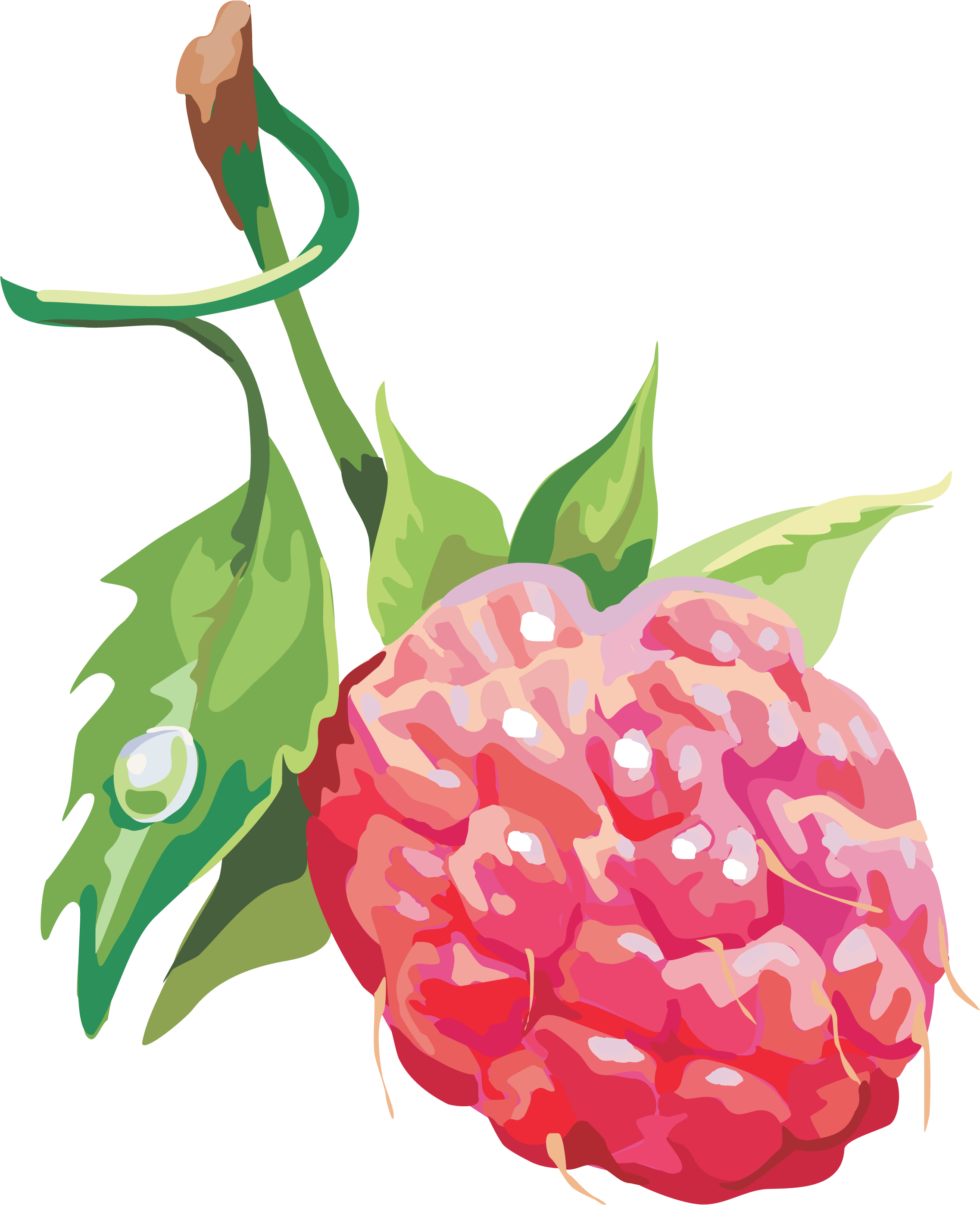 Download Raspberry Illustration Png - Full Size PNG Image - PNGkit