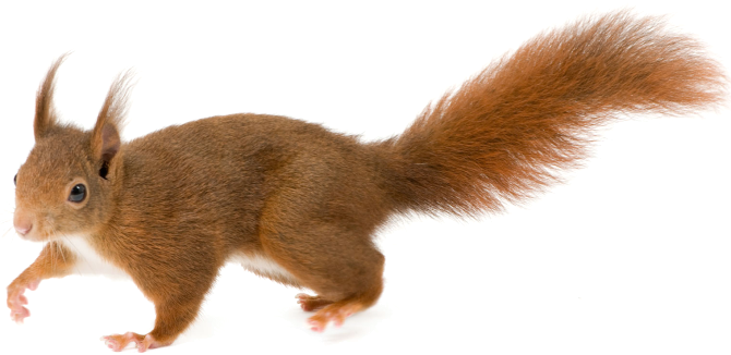 Download Png Animal Pinterest And - Eurasian Red Squirrel - Full Size ...