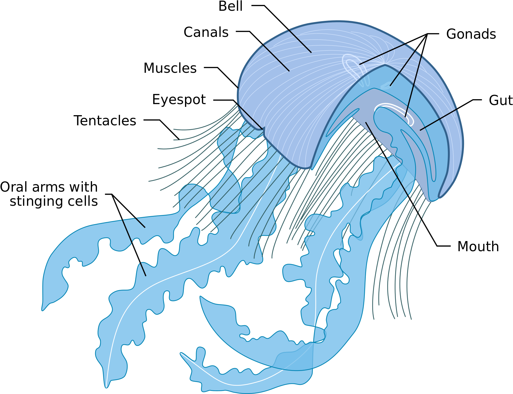 Download Open - Anatomy Of A Jellyfish - Full Size PNG Image - PNGkit