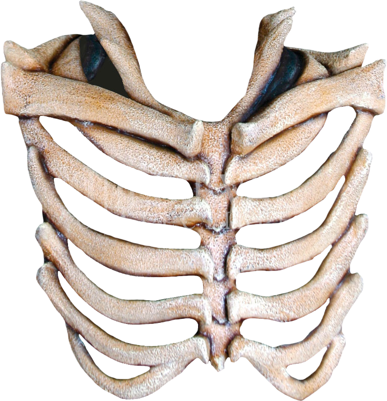 Download Rib Cage Free Download Png - Rib Cage Bone Png - Full Size PNG ...
