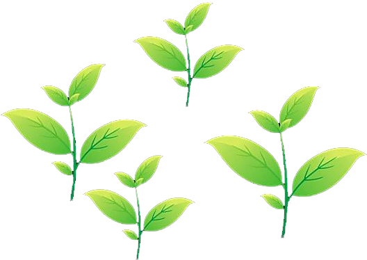 Download Tea Leaf Animation - Full Size PNG Image - PNGkit