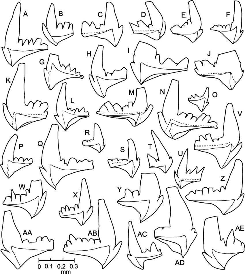 Download Camera Lucida Drawings Of P Elements Of Microzarkodina ...